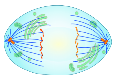 Cell Cycle by Dorwin Liang