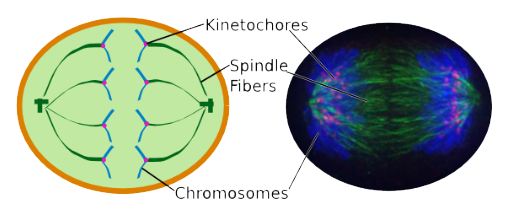 Cell Cycle by Dorwin Liang